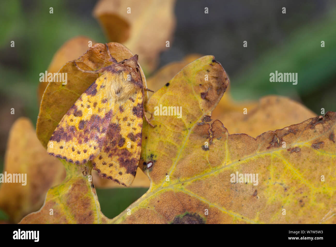 Pink-barred Sallow moth (Xanthia togata) camouflaged on a fallen oak ...
