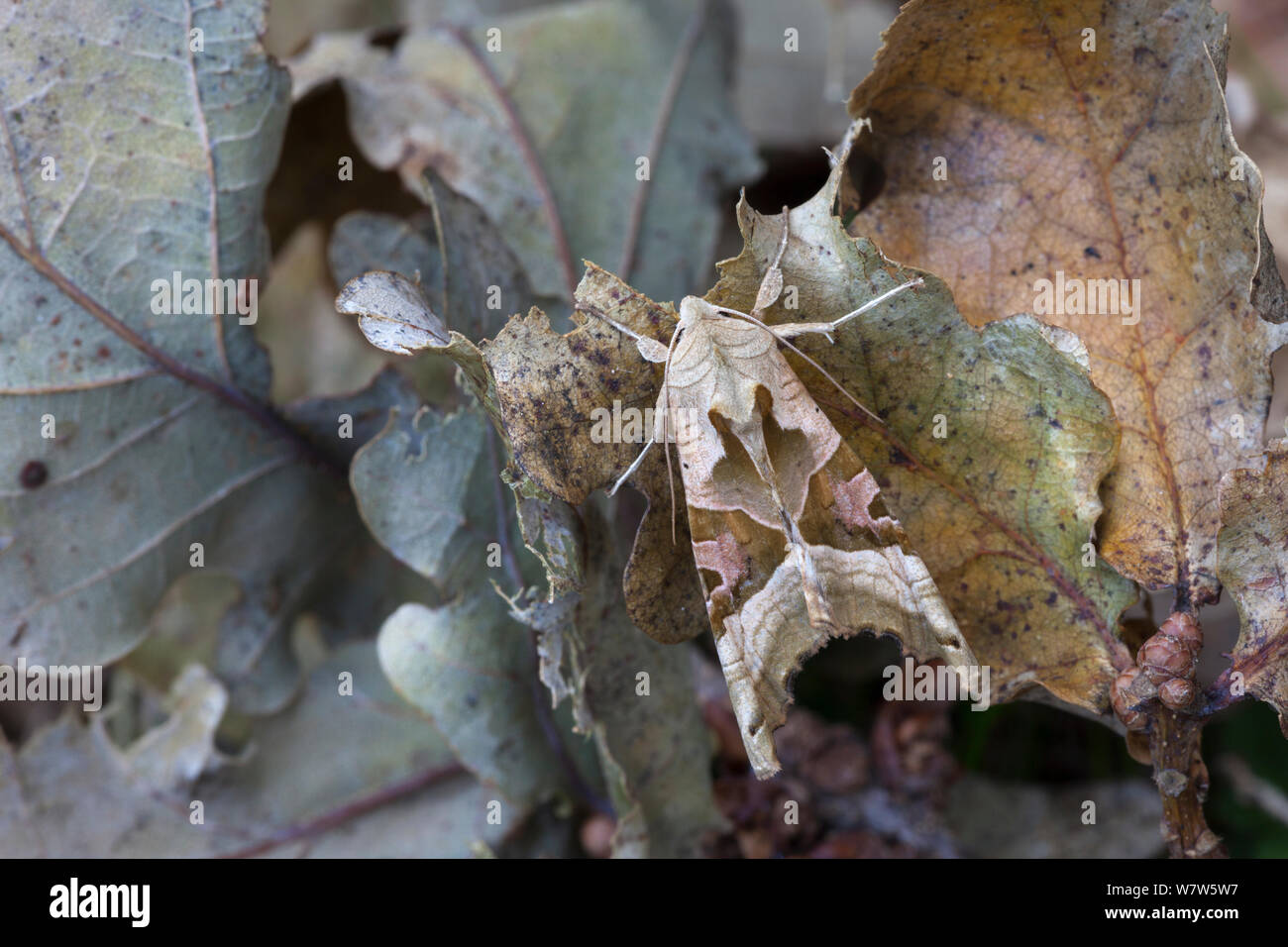 Angle Shades moth (Phlogophora meticulosa) camouflaged on dead oak ...
