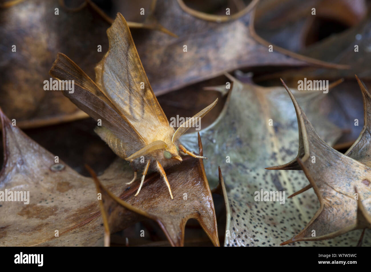 August thorn hi-res stock photography and images - Alamy