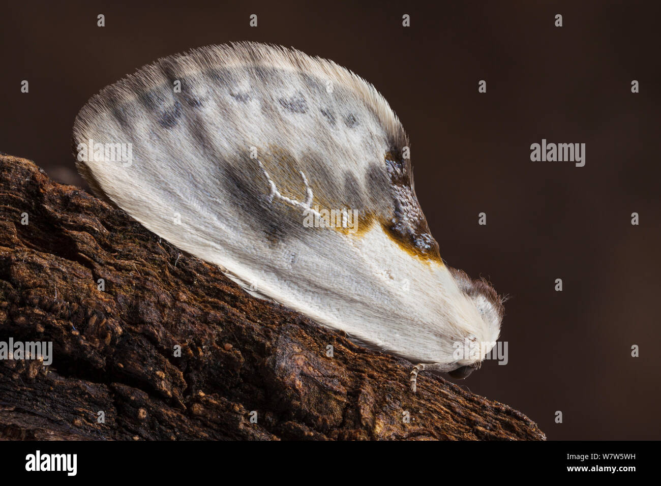 Chinese Character moth (Cilix glaucata), Peak District National Park ...