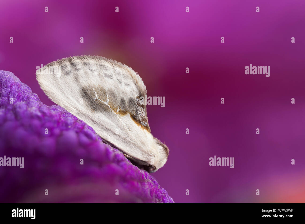 Chinese Character moth (Cilix glaucata) on heather, Peak District ...