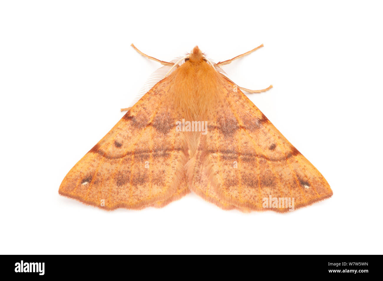 Feathered Thorn moth (Colotois pennaria) photographed in mobile field ...