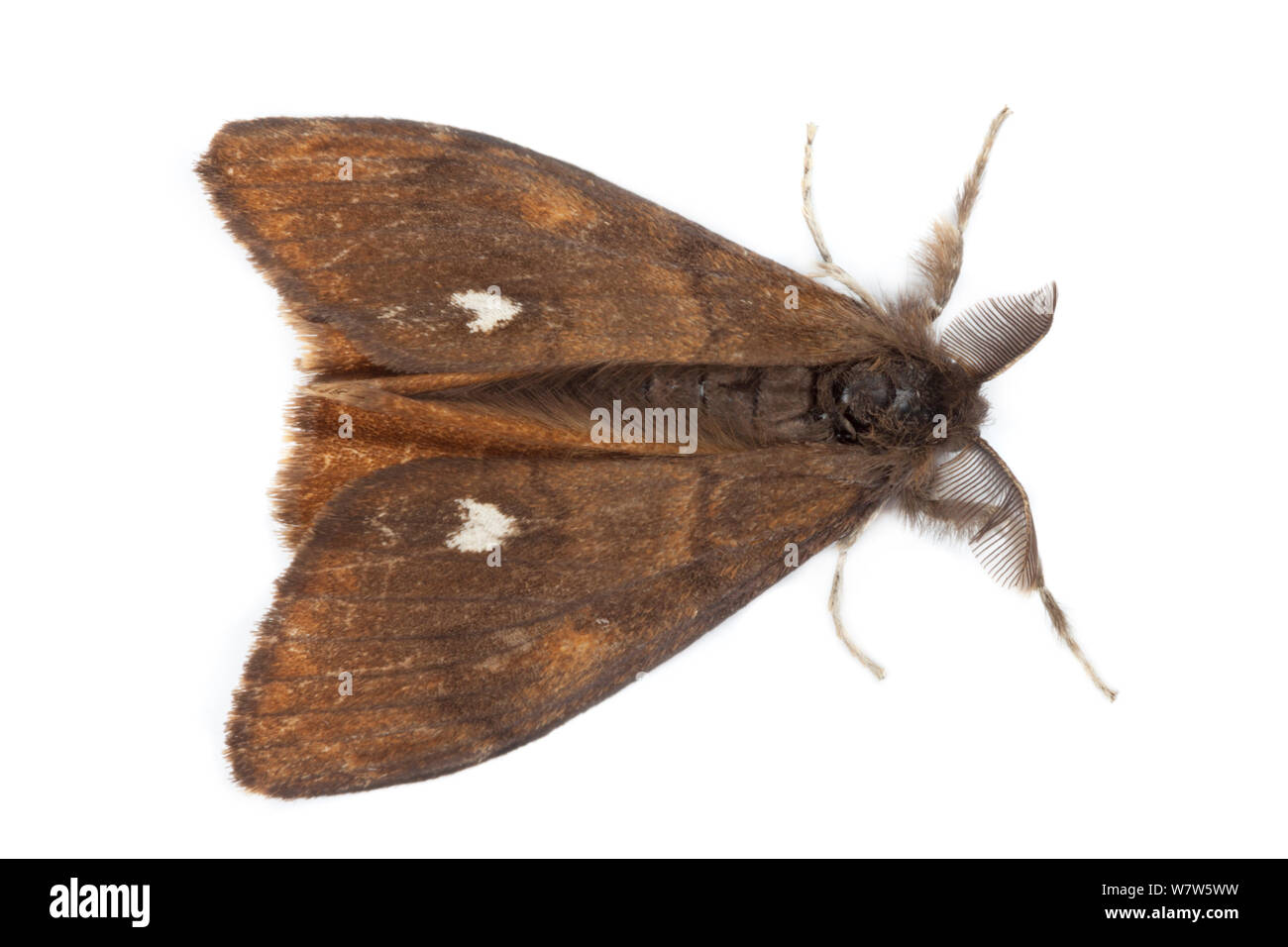 Common uk moth Cut Out Stock Images & Pictures - Alamy