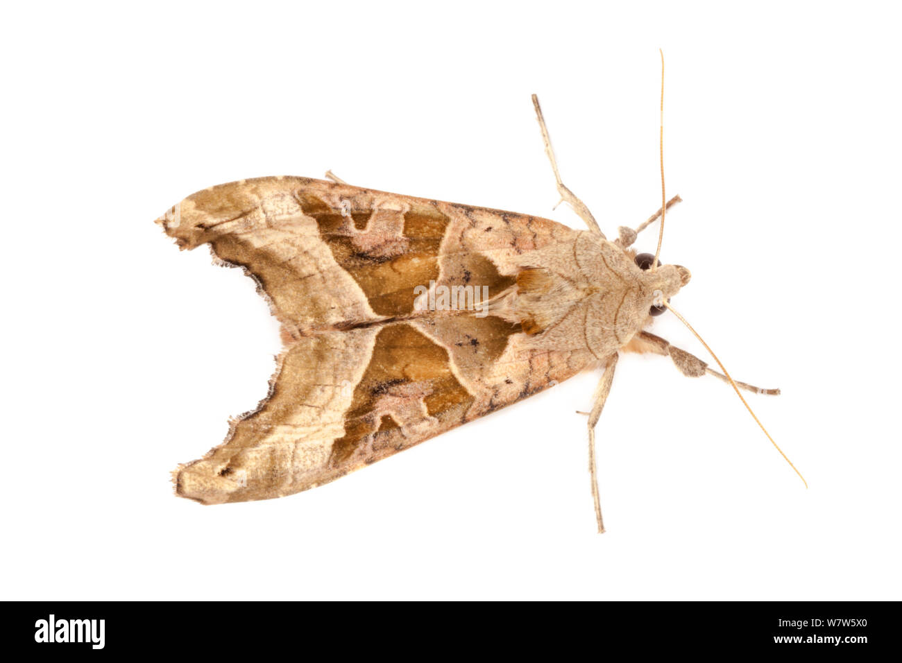 Angle Shades moth (Phlogophora meticulosa) photographed in mobile field ...