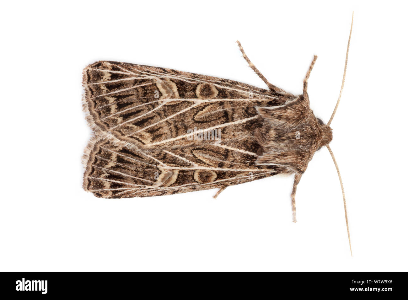 Gothic moth (Naenia typica) photographed in mobile field studio on a ...