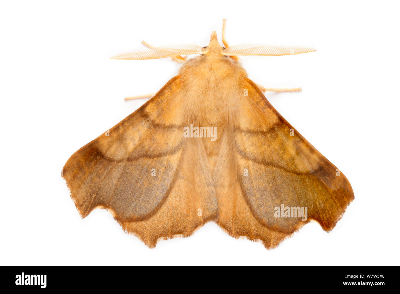 August thorn moth hi-res stock photography and images - Alamy