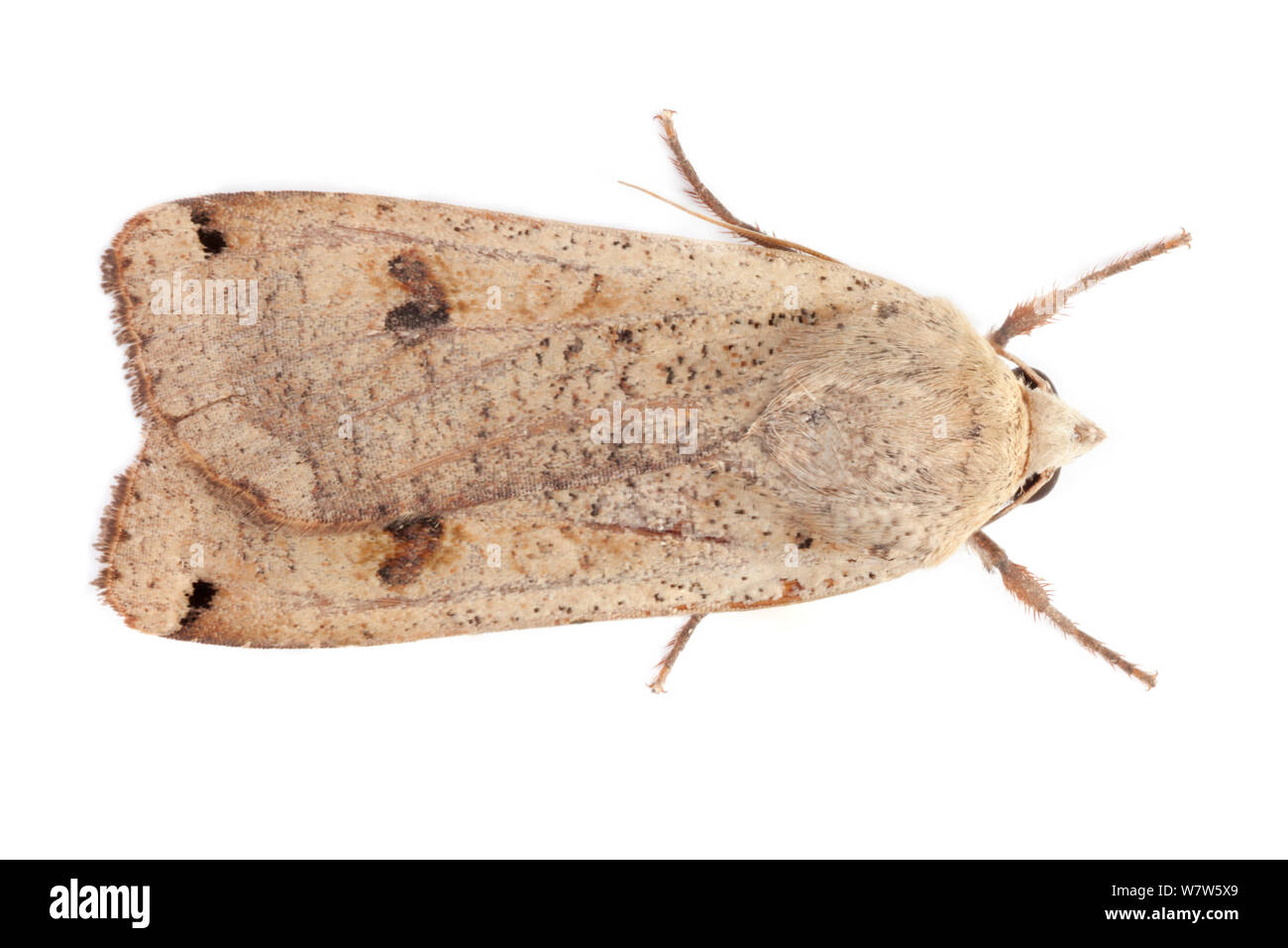 Female winter moth Cut Out Stock Images & Pictures - Alamy