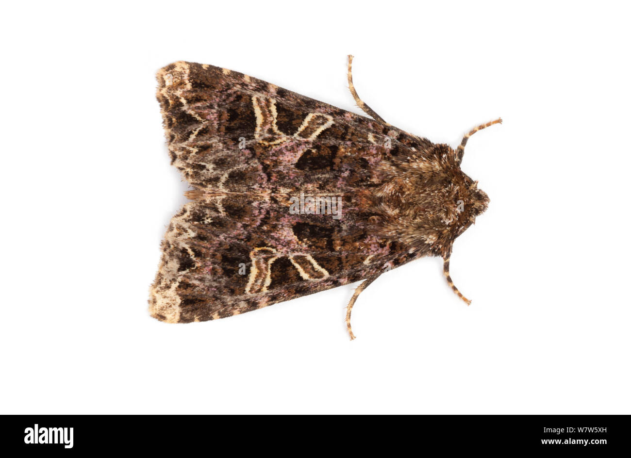 The Campion moth (Hadena rivularis)photographed in mobile field studio ...