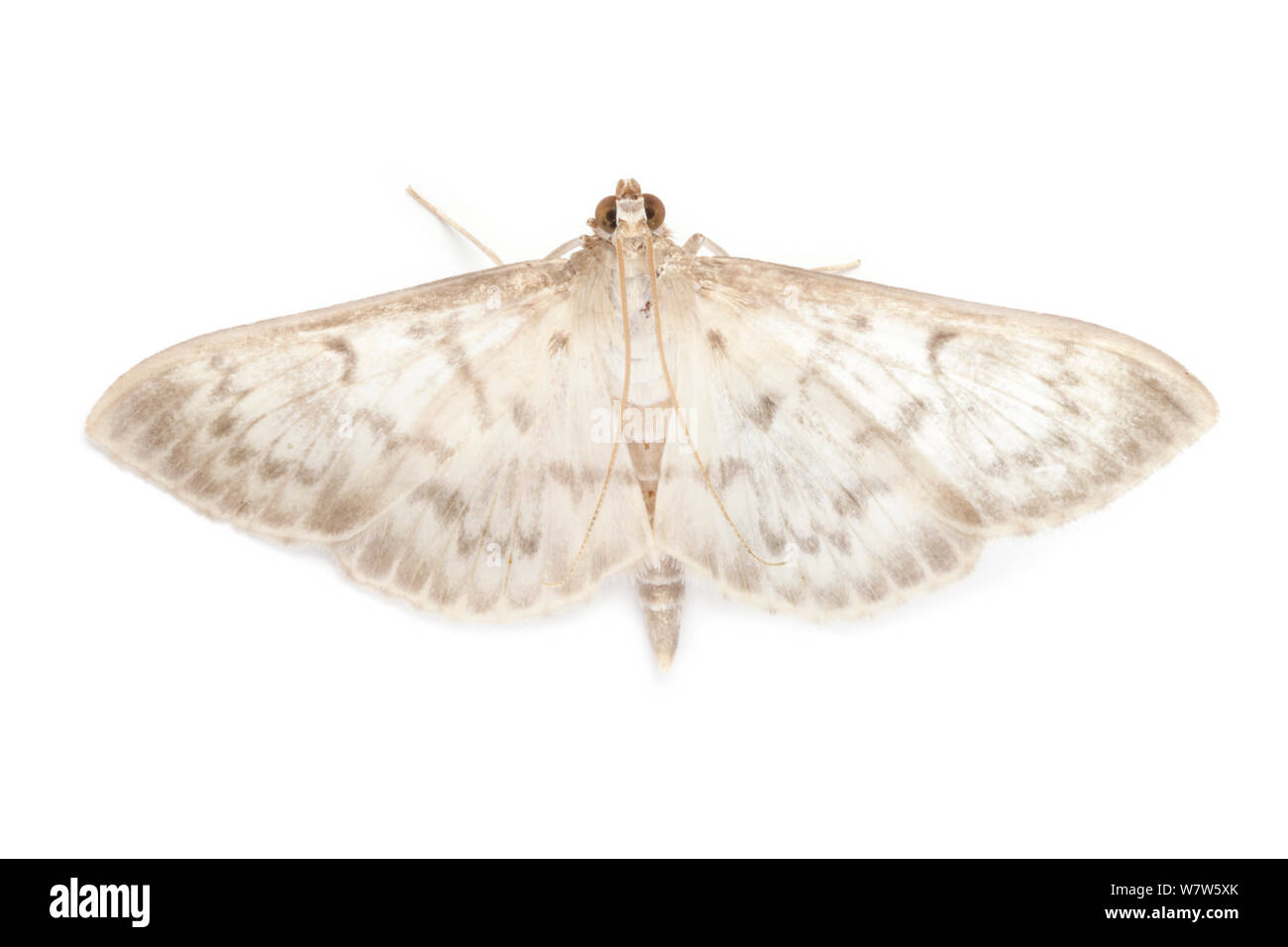 Mother of Pearl moth (Pleuroptya ruralis) photographed in mobile field ...