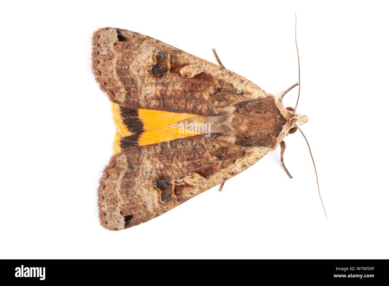 Large yellow underwing moth hi-res stock photography and images - Alamy