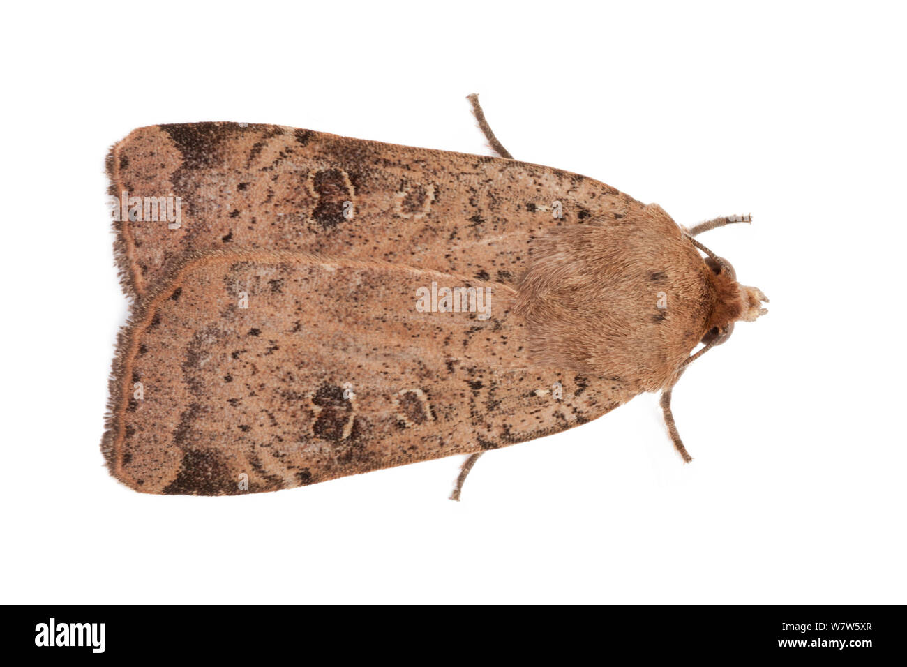 Lesser Yellow Underwing moth (Noctua comes) photographed in mobile ...