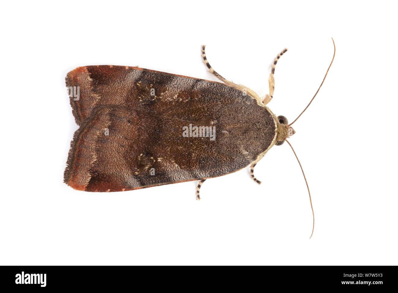 Lesser Broad-bordered Yellow Underwing (Noctua janthe), photographed in ...