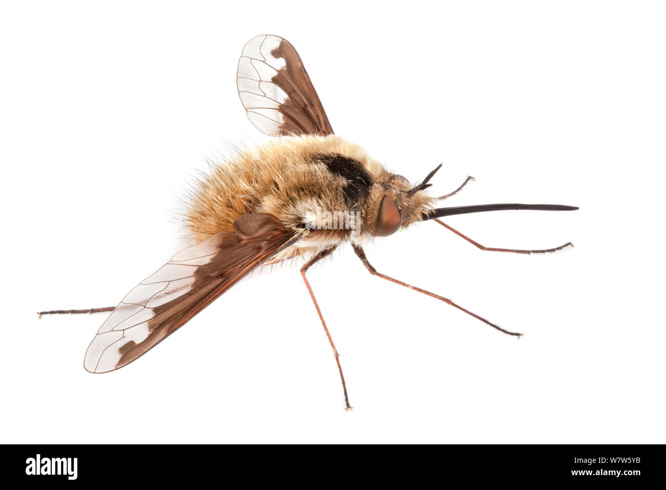 Common Bee Fly (Bombylius major) photographed in mobile field studio on ...