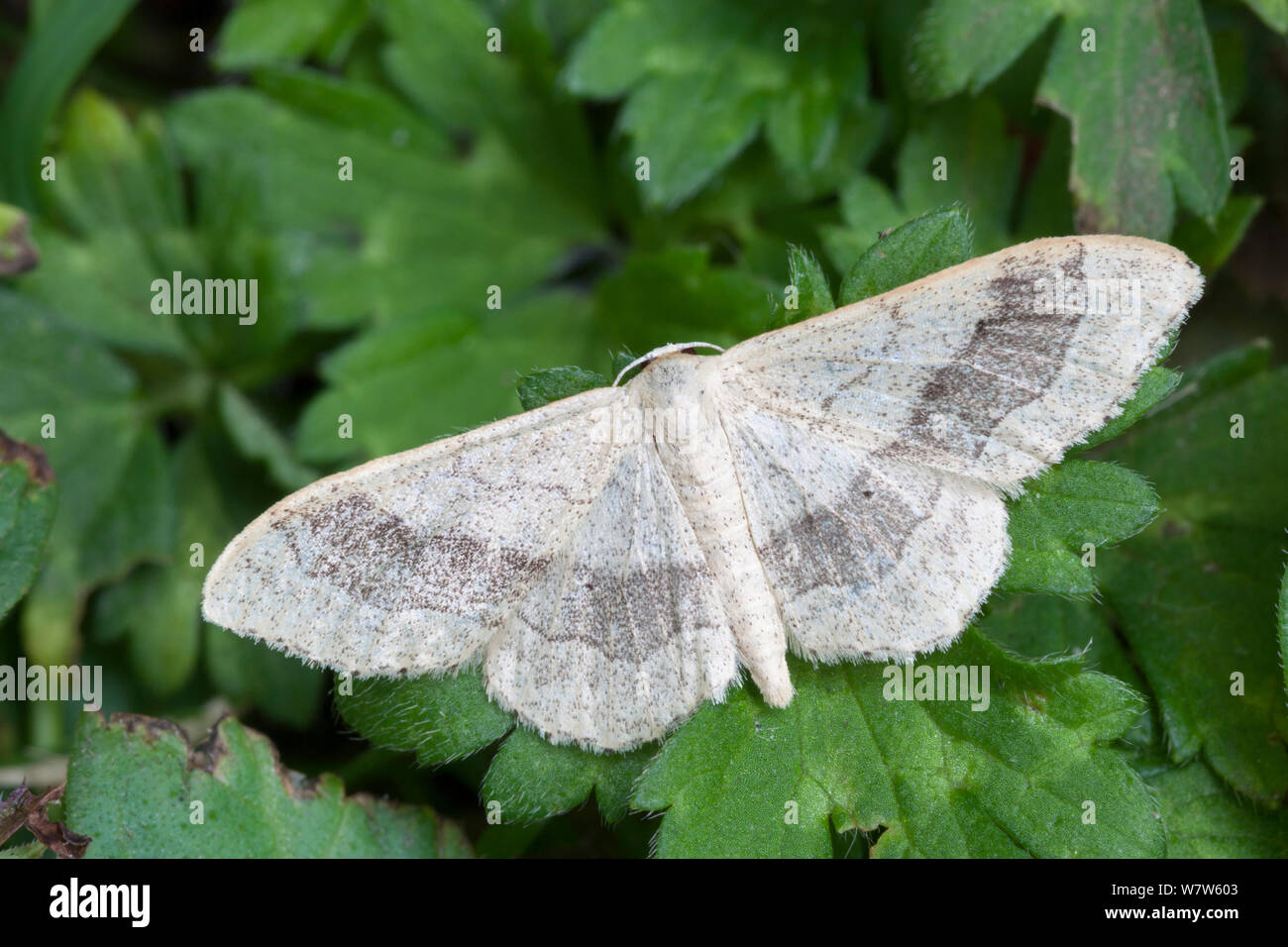 Riband Wave moth (Idaea aversata), Surrey, UK. August Stock Photo - Alamy