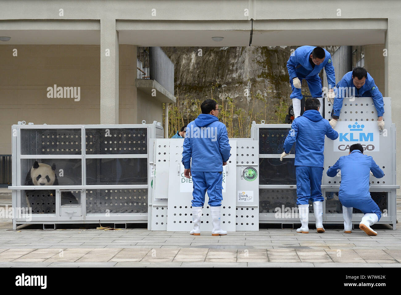 Chinese workers load a pair of giant pandas Xing Ya, left, and Wu Wen ...