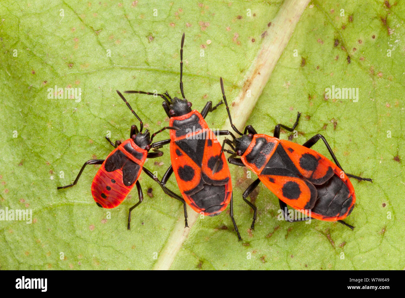 Fire Bugs (Pyrrhocoris apterus), Normandy, France. July Stock Photo - Alamy