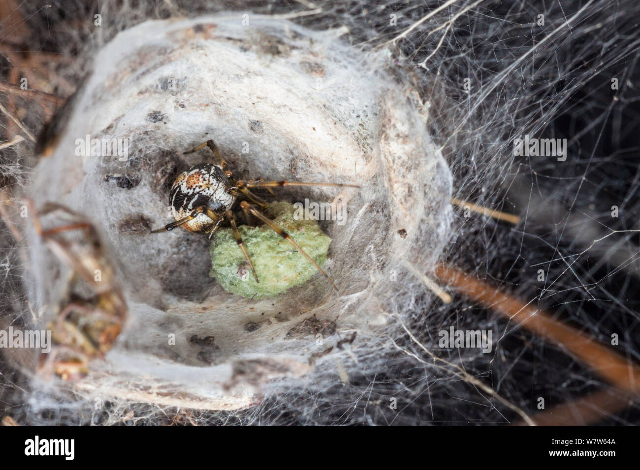 Mother Care Spider (Theridion sisyphium) female guarding egg sac. When ...