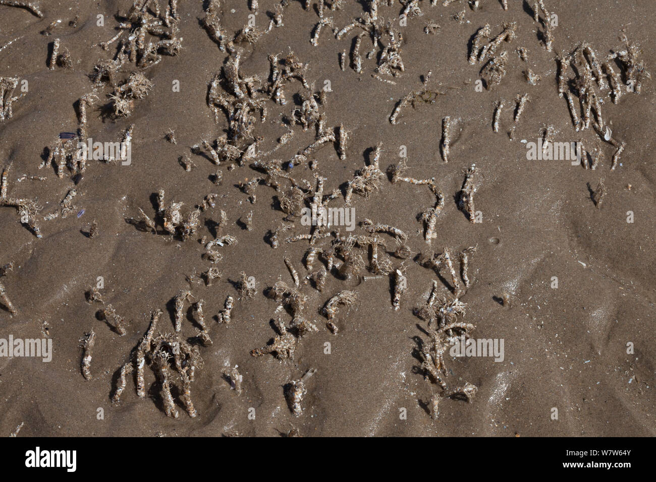 Tube of sand mason worm on sand hi-res stock photography and images - Alamy