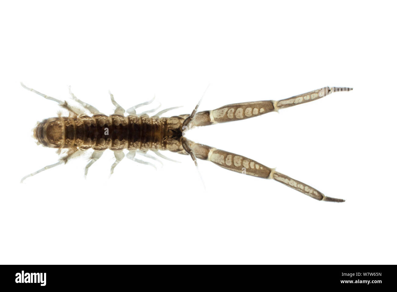 Crustacean amphipod hi-res stock photography and images - Alamy