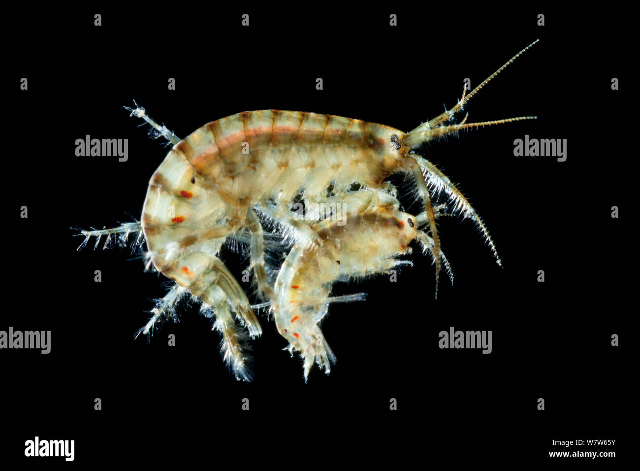 Crustacean amphipod hi-res stock photography and images - Alamy