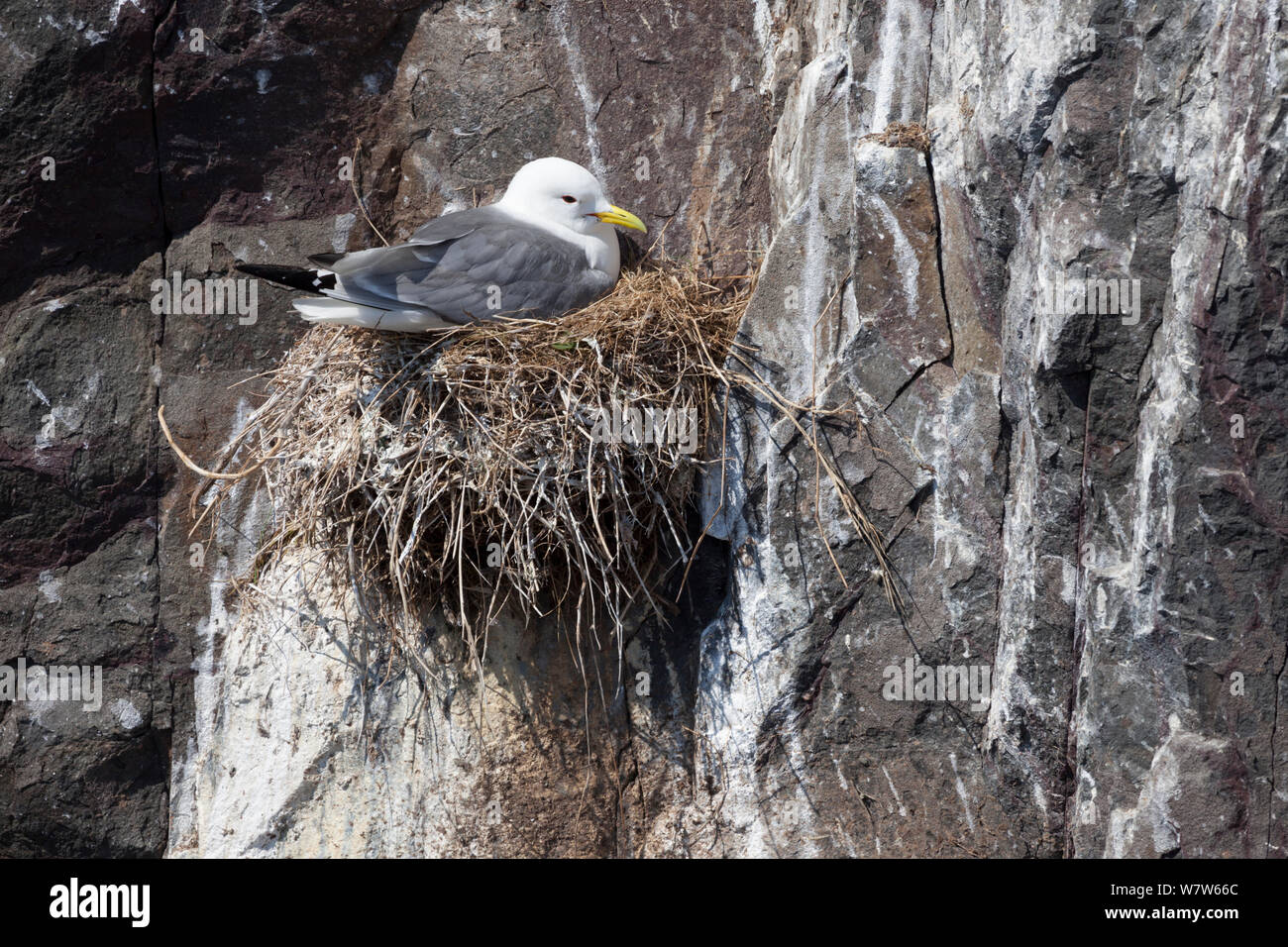 Kittiwake britain hi-res stock photography and images - Alamy