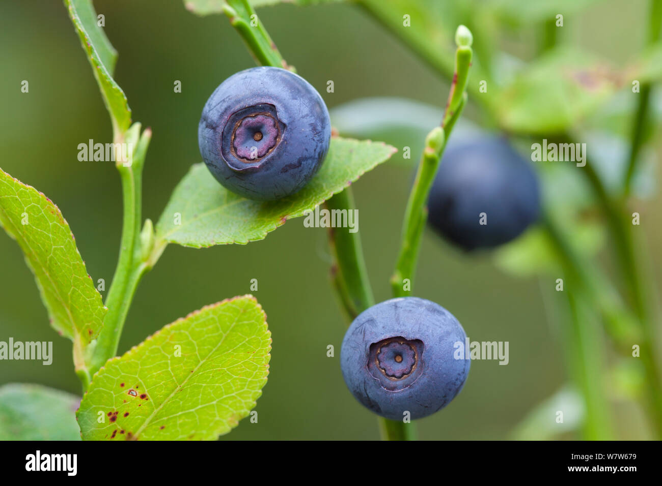 Bilberry (Vaccinium myrtillus), growing on moorland. Peak District ...