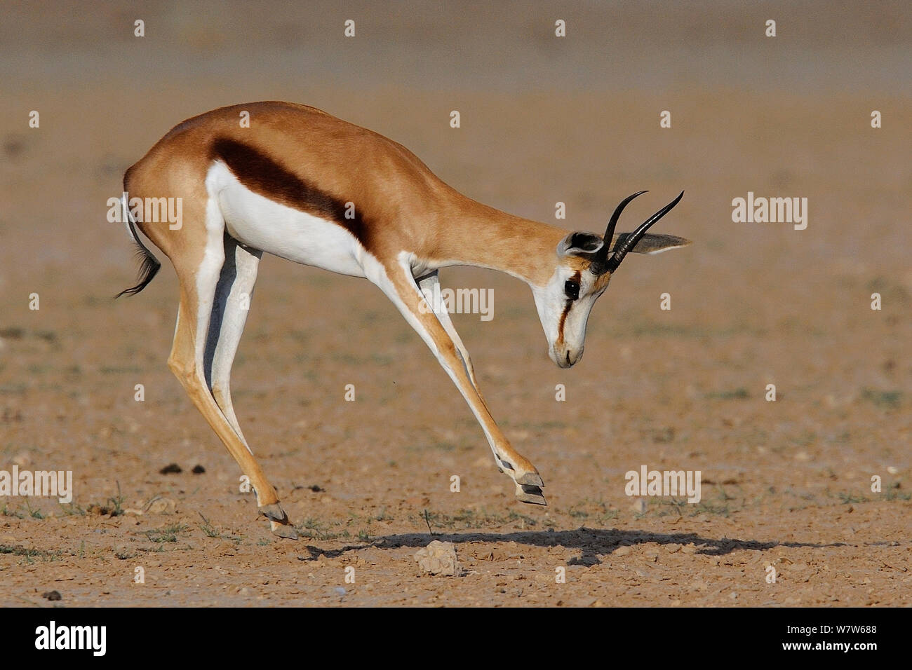 Springbok jumping south africa hi-res stock photography and images - Alamy