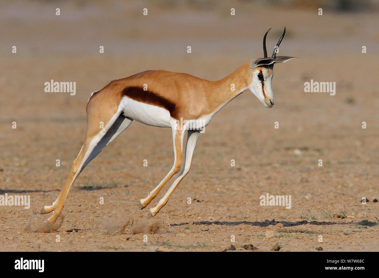 Springbok jumping south africa hi-res stock photography and images - Alamy