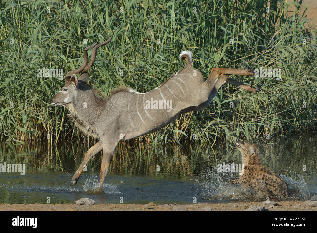 Greater kudu (Tragelaphus strepsiceros) striking out hind legs at ...