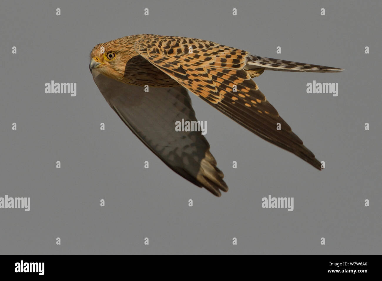 Greater kestrell (Falco rupicoloides) in flight, Etosha, Namibia, March ...