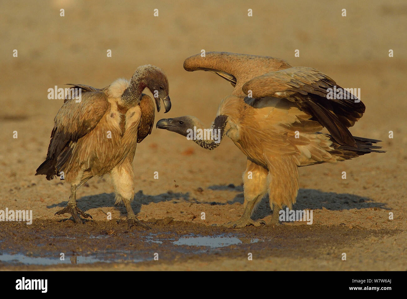 Two vulture species hi-res stock photography and images - Alamy