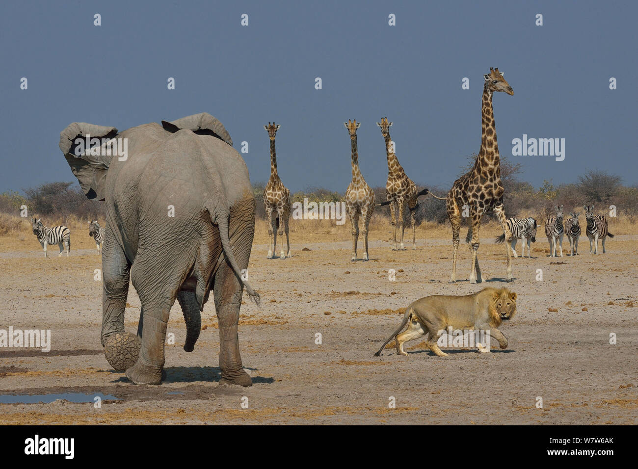 Elephant cat hi-res stock photography and images - Alamy