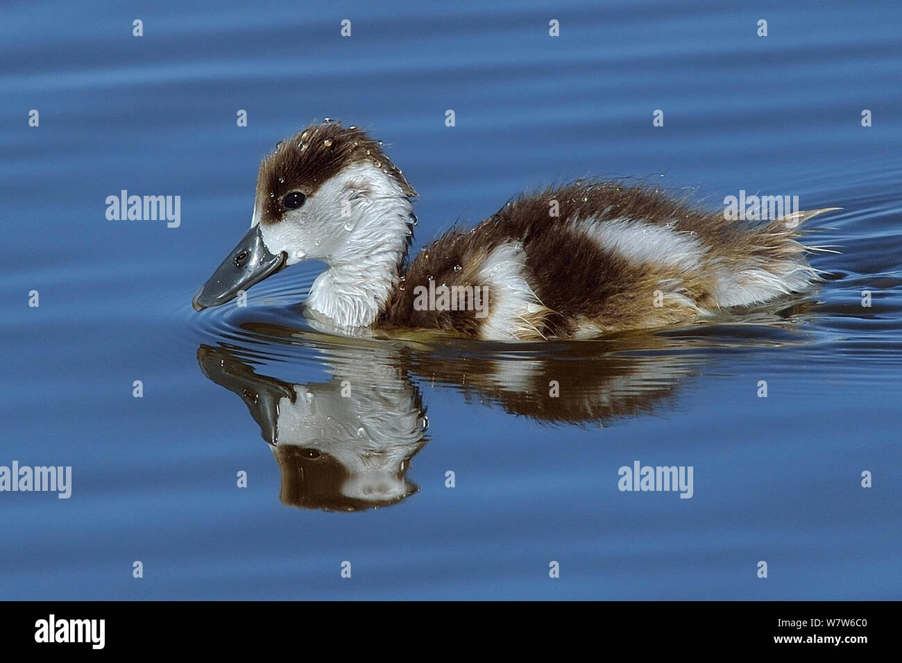 South African / Cape shelduck (Tadorna cana) duckling, three weeks, on ...