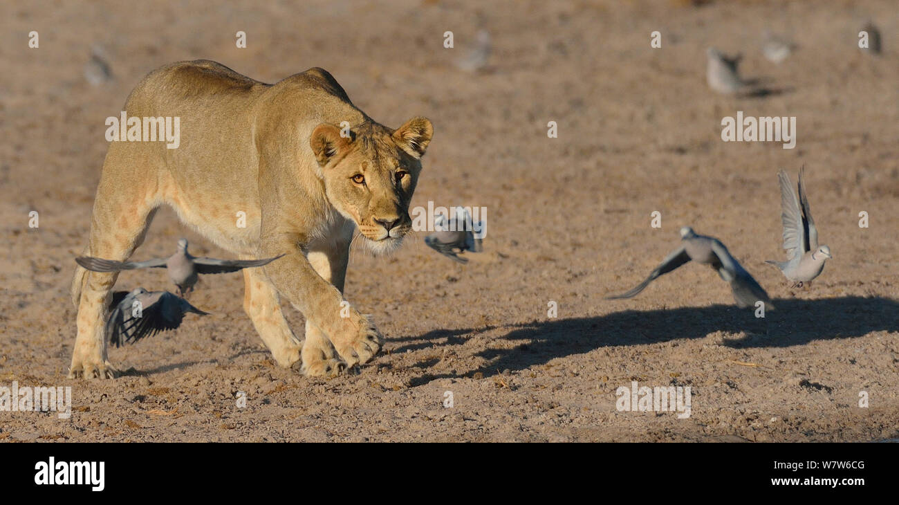 Lioness chasing hi-res stock photography and images - Alamy