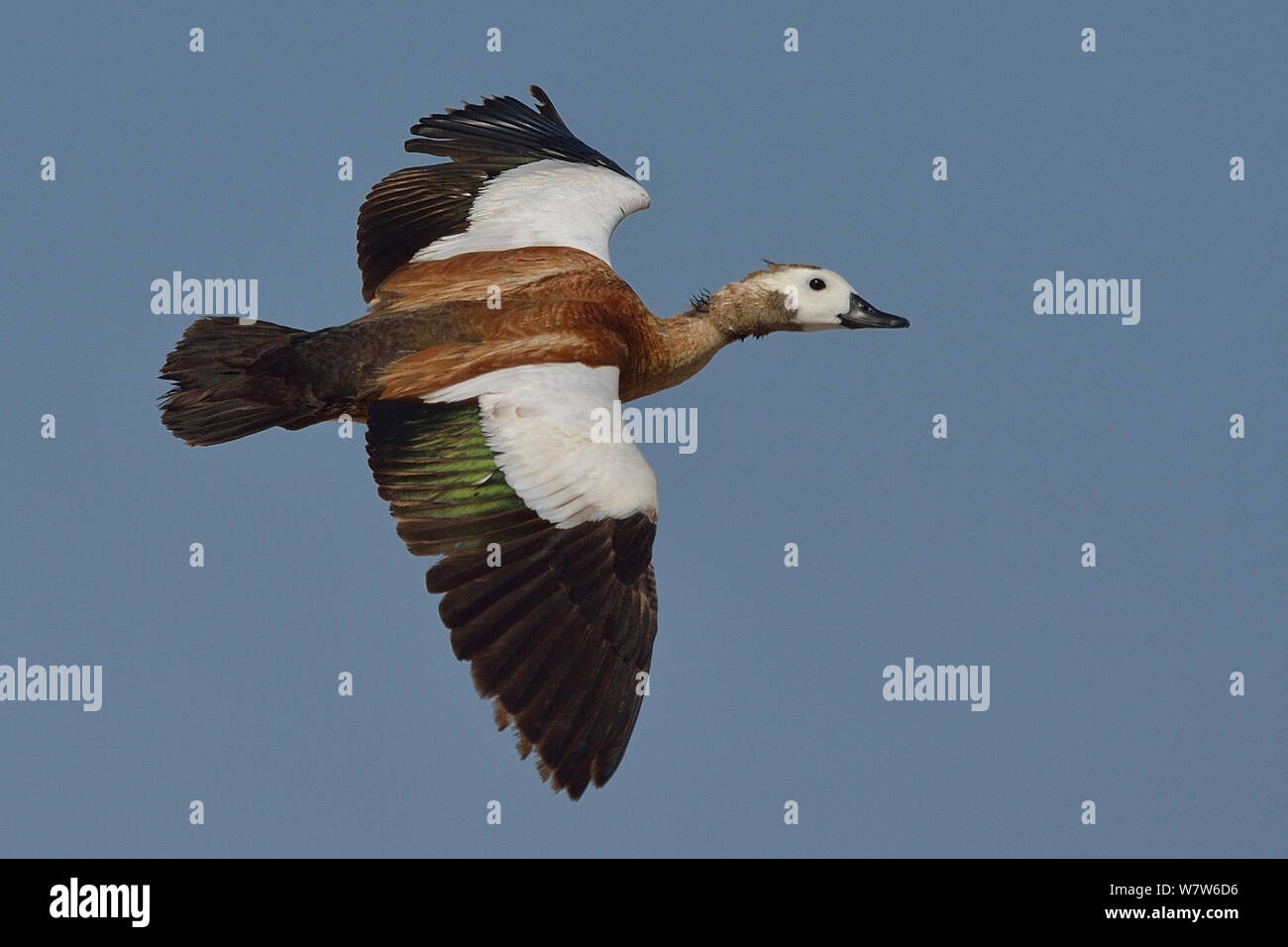 Female cape shelduck hi-res stock photography and images - Alamy