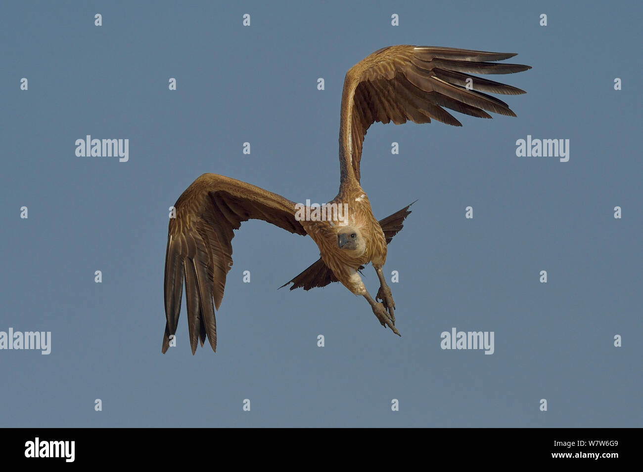 Cape vulture (Gyps coprotheres) in flight, Etosha, Namibia, July ...
