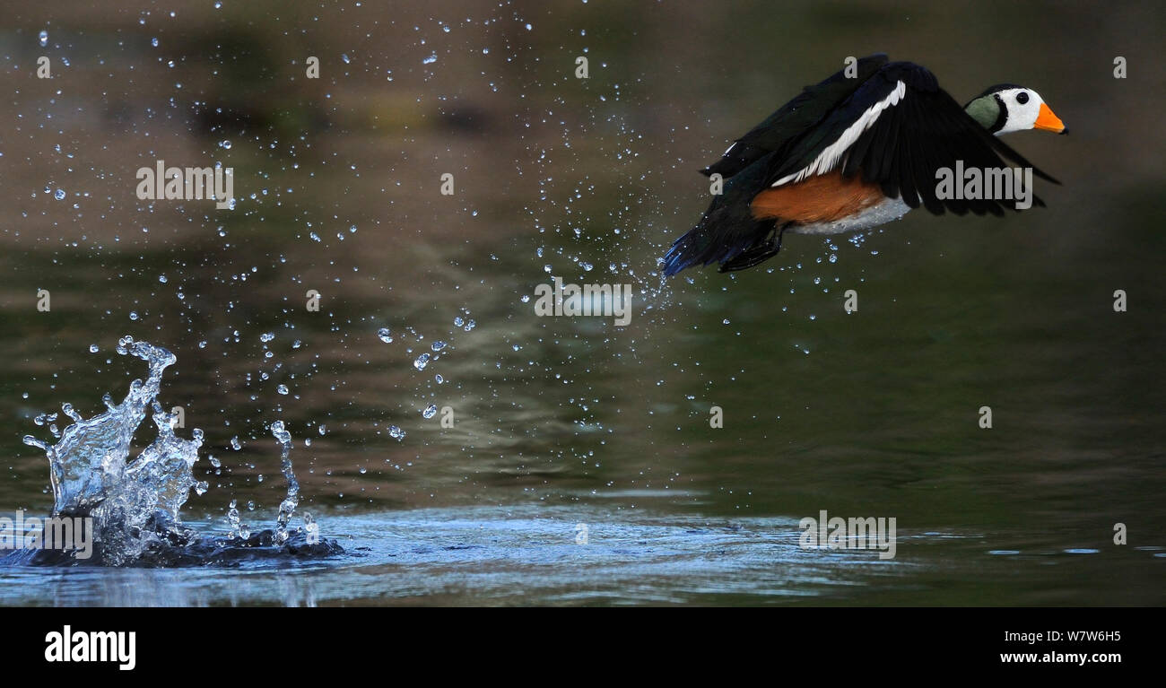 Male African pygmy goose (Nettapus auritus) taking off from water ...