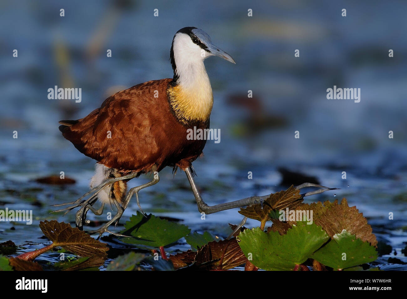 African Jacana
