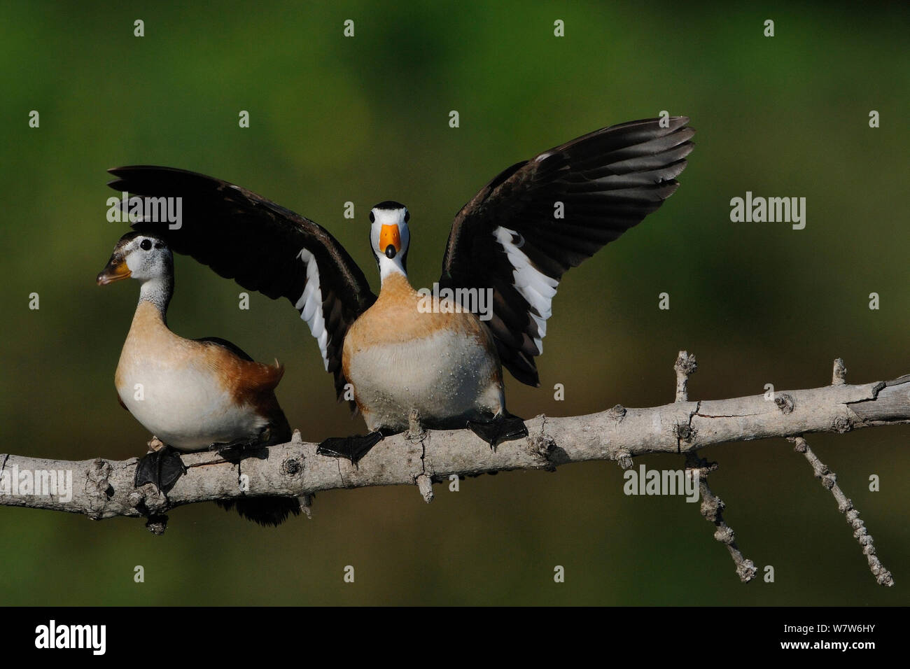 Pair of African pygmy geese (Nettapus Auritus) perched on branch, male ...