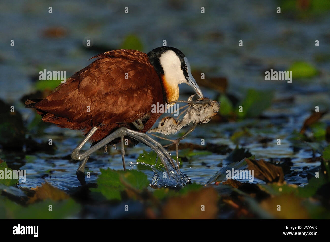 African jacana chick hi-res stock photography and images - Alamy