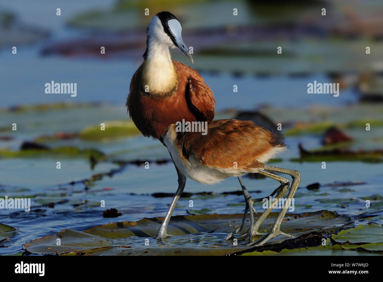 African jacana chick hi-res stock photography and images - Alamy