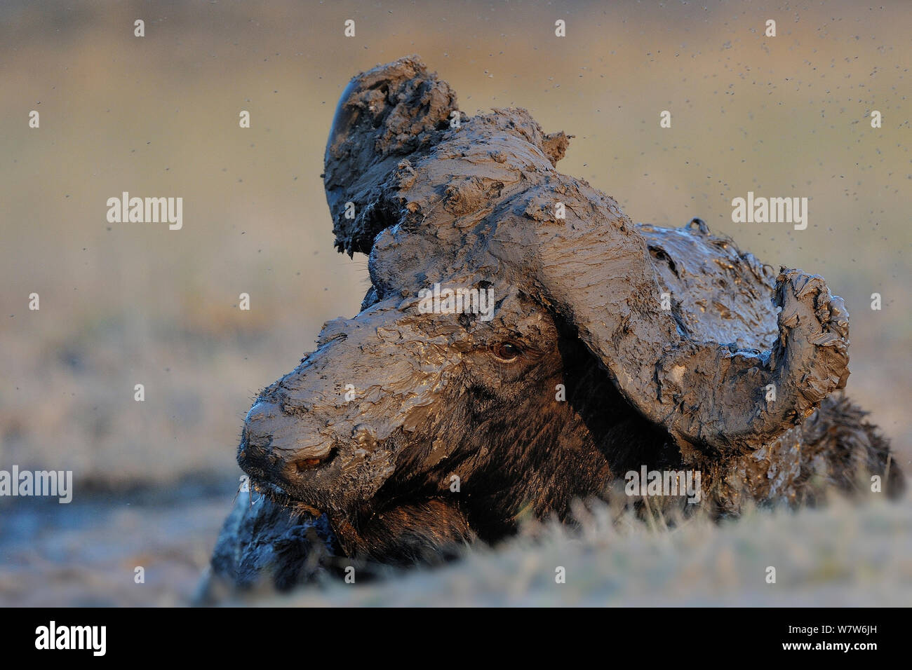 African river insects hi-res stock photography and images - Alamy