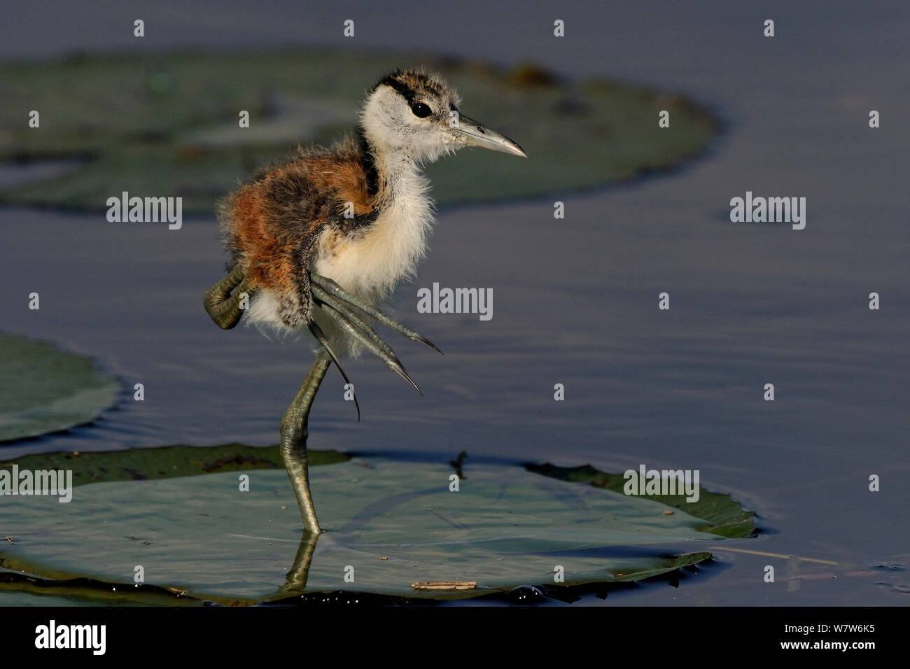 Juvenile African jacana (Actophilornis africana) chick standing on one ...