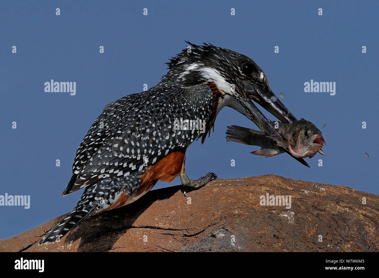 Giant kingfisher (Megaceryle maxima) on rock with fish in beak, Chobe ...