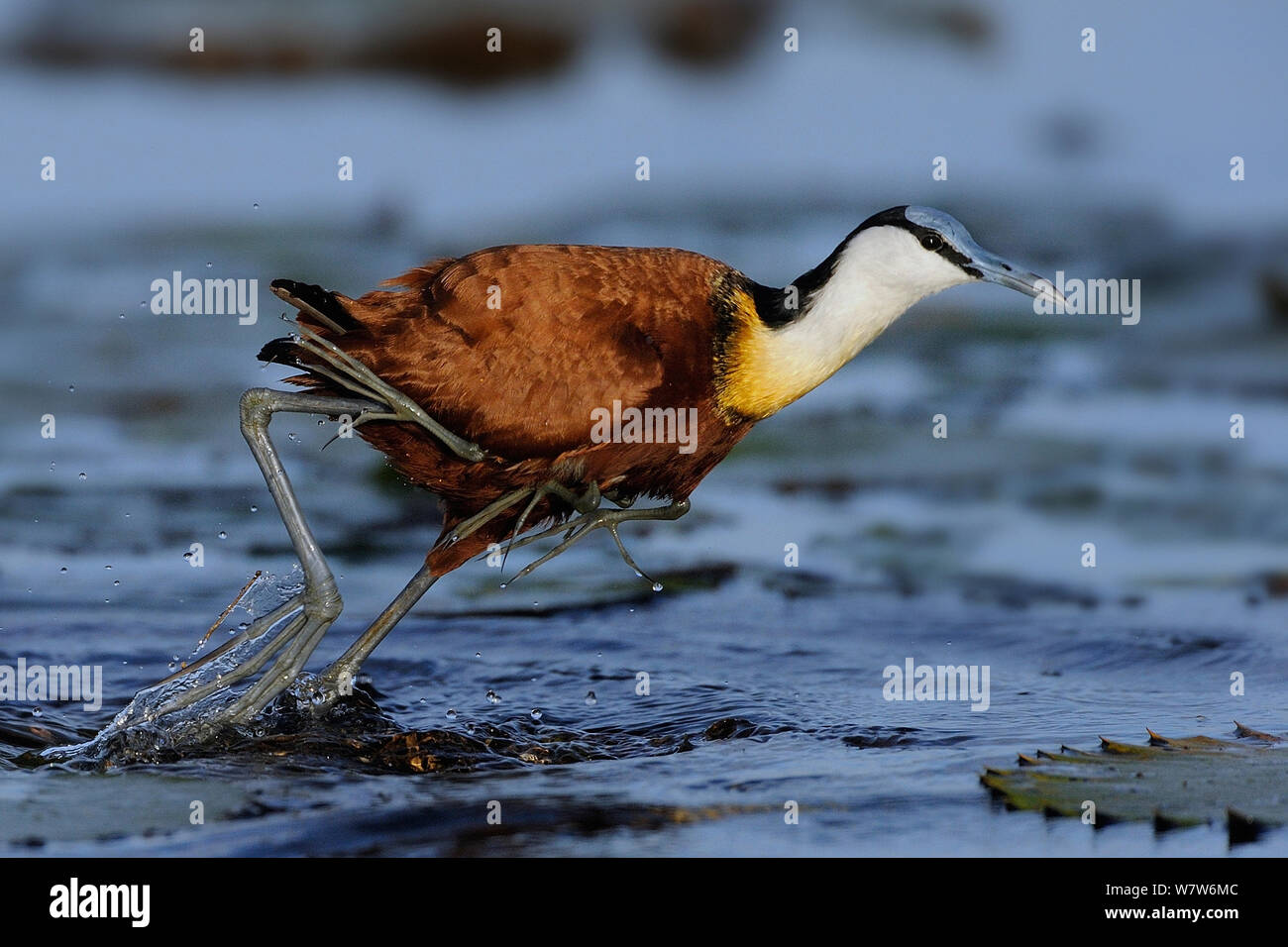 African jacana chick hi-res stock photography and images - Alamy