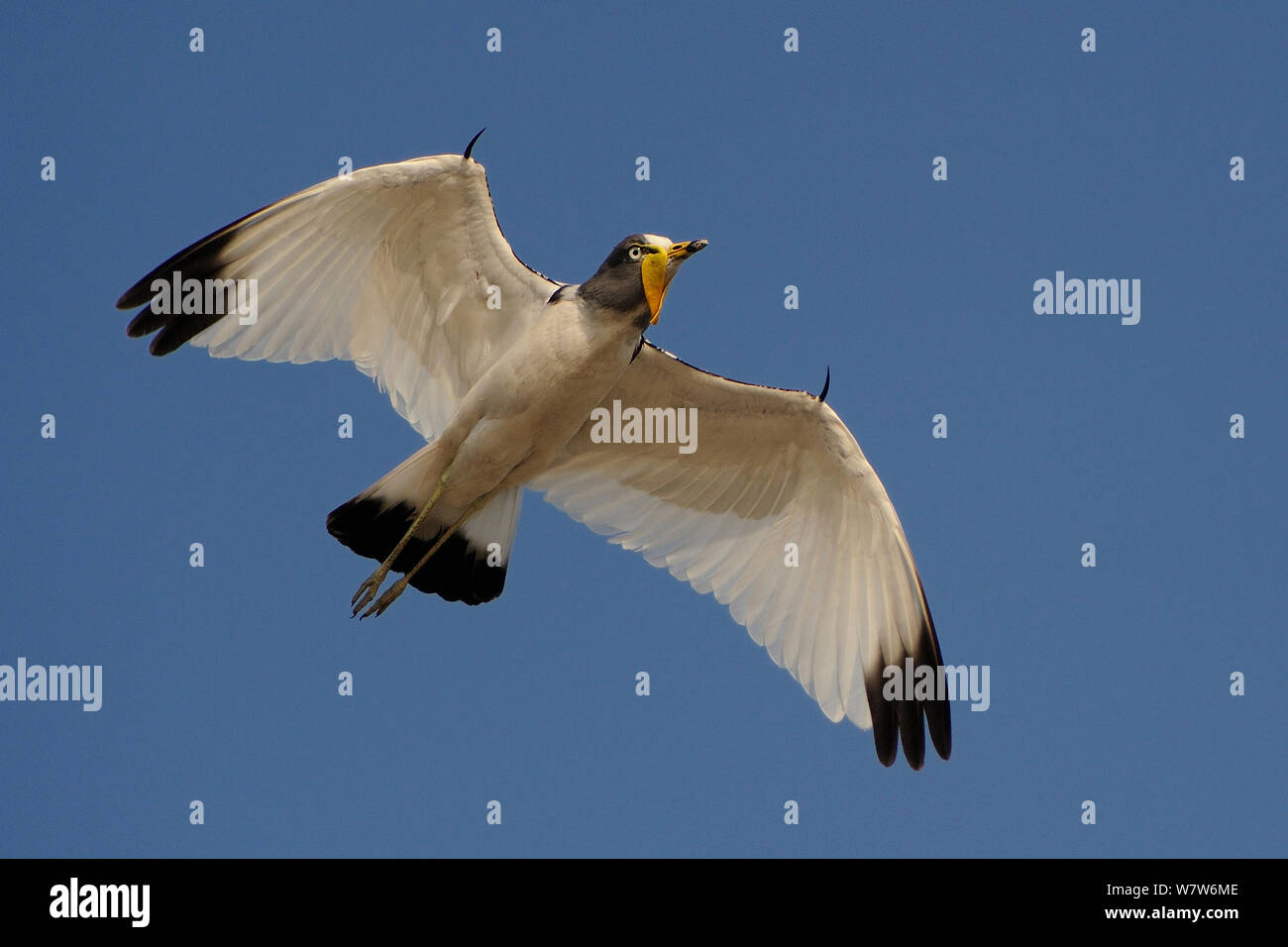 White crowned lapwing (Vanellus albiceps) in flight with spurs visible ...