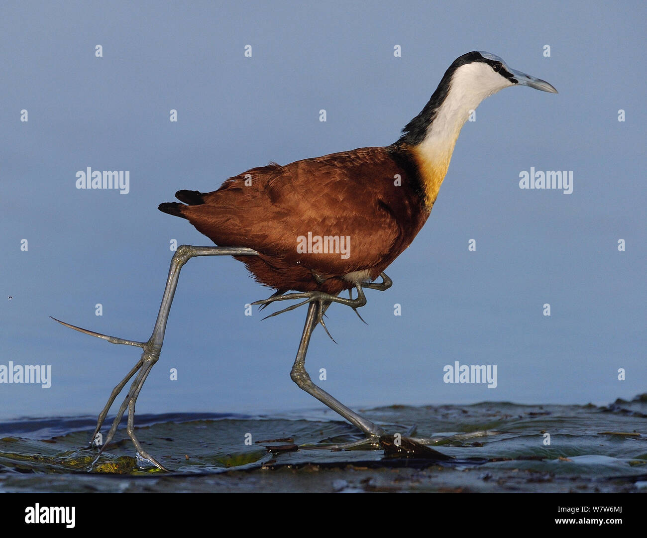 Male African jacana (Actophilornis africanus) walking carrying chicks ...