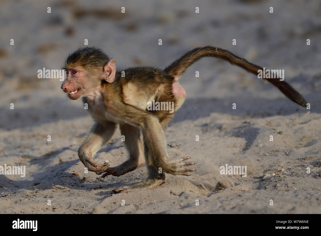 Baboon running hi-res stock photography and images - Alamy