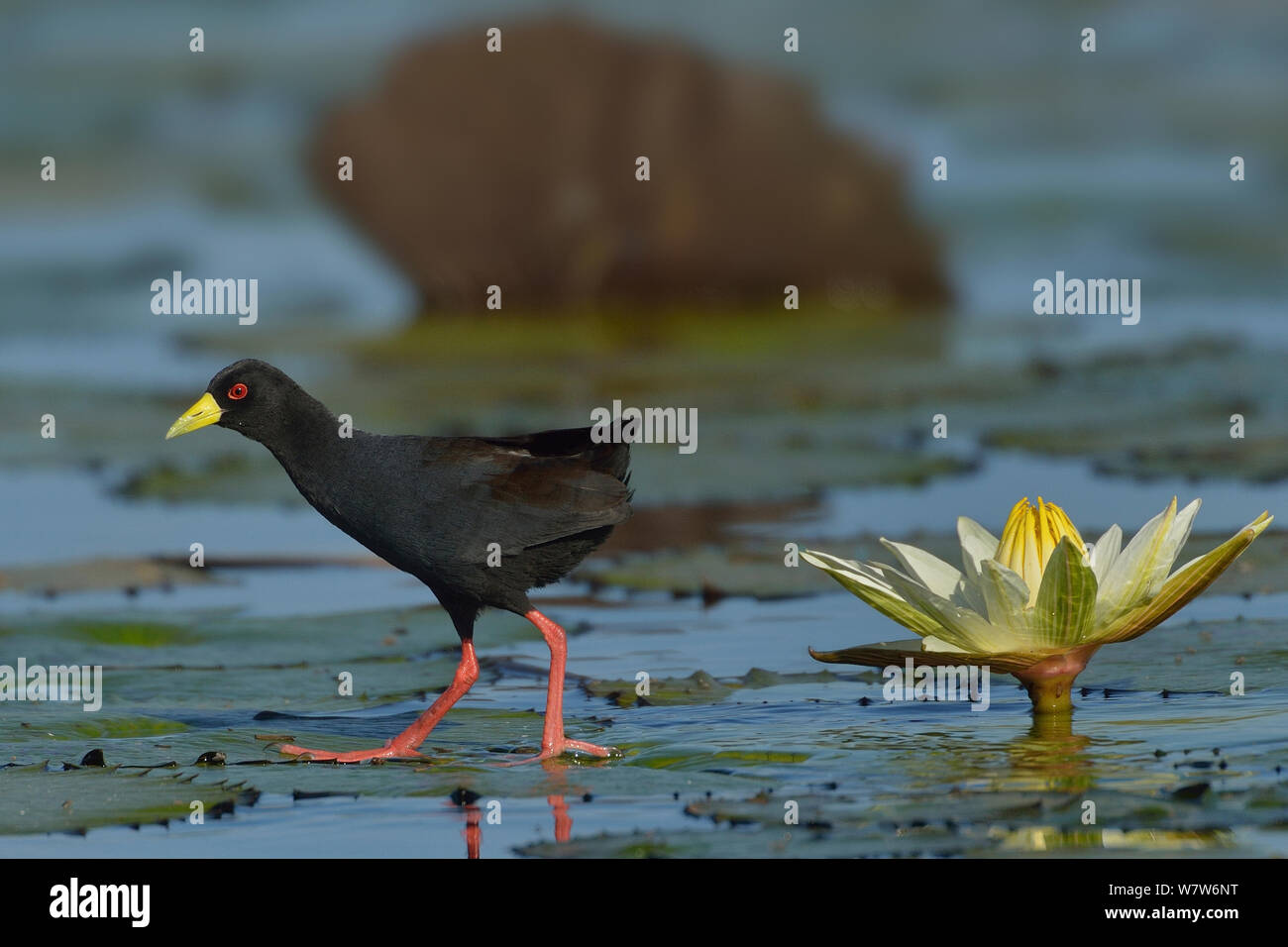 Black Crake High Resolution Stock Photography and Images - Alamy