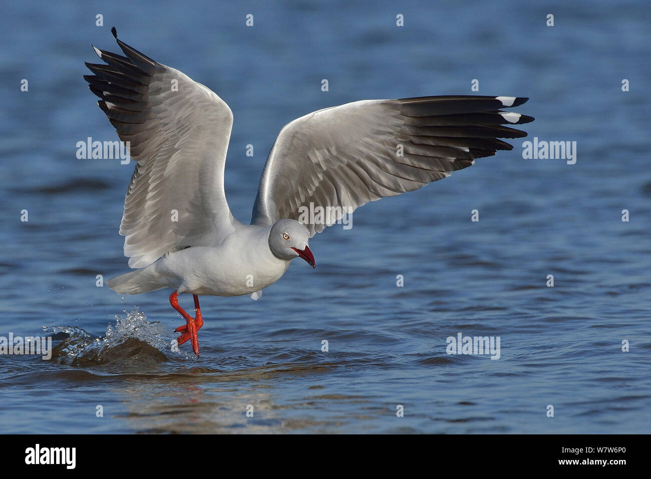 Grey headed gull hi-res stock photography and images - Alamy